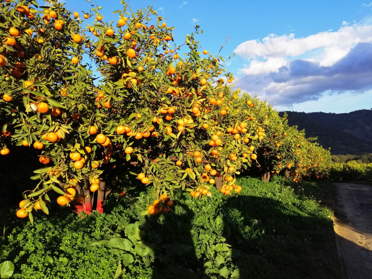 CASTIGLIONE DI SICILIA - La Valle dei chinotti è qui - Taormina WEB